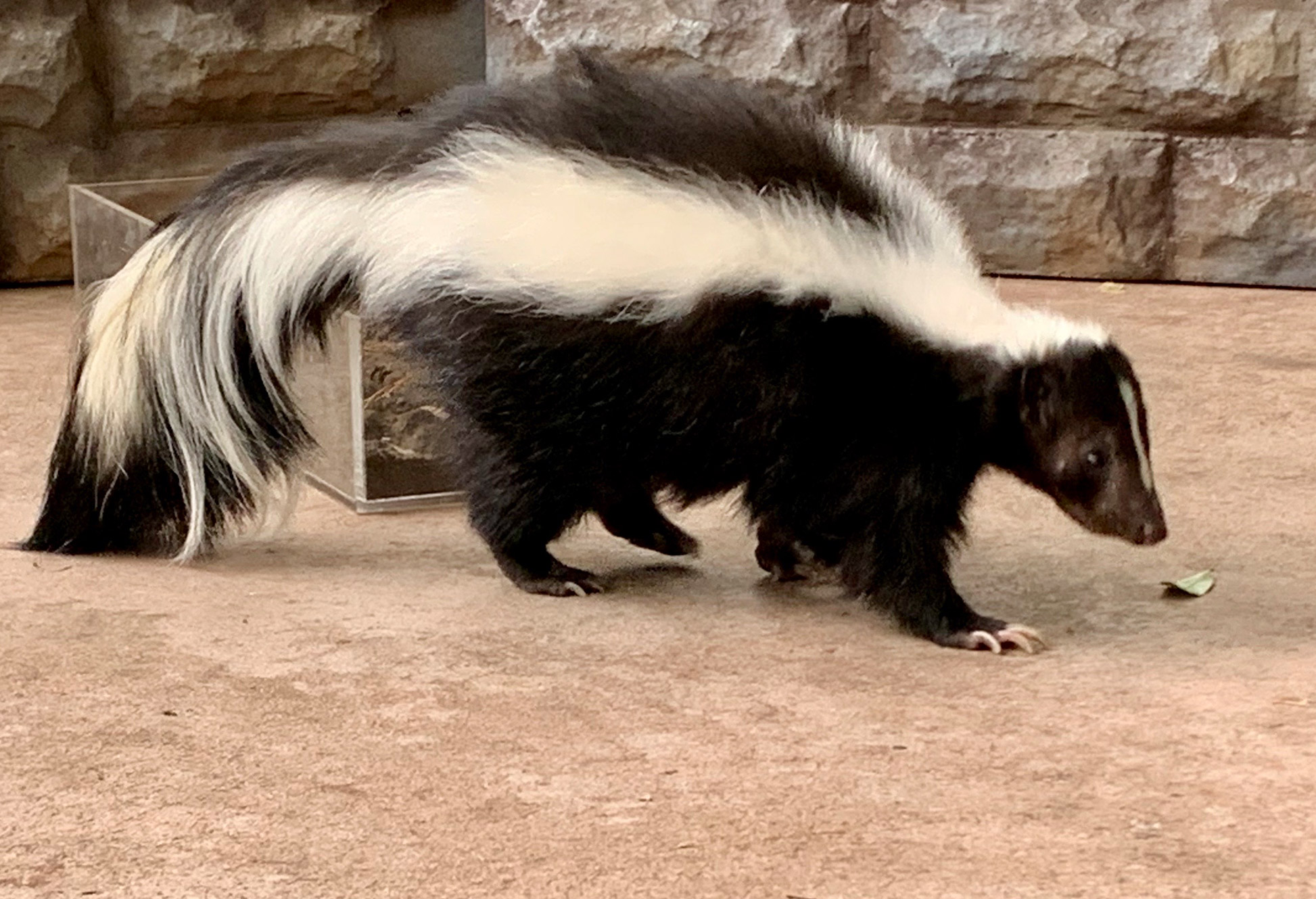 Apollo Pest Management