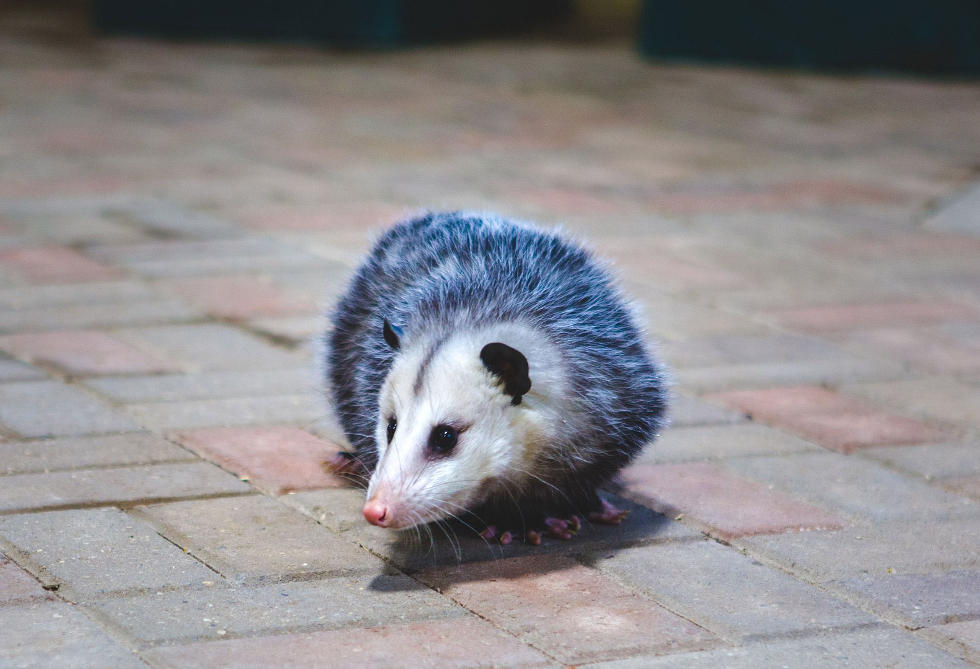 Apollo Pest Management